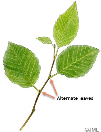 White Alder – drawing © John Muir Laws